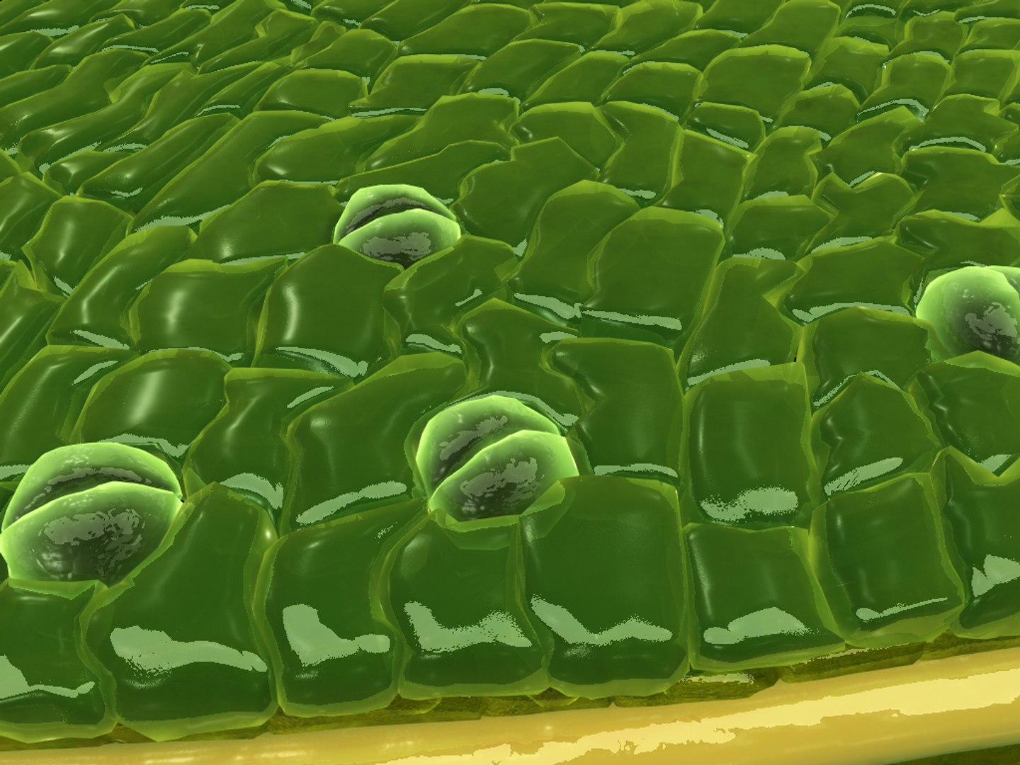 Mesophyll Cells Plant 3d Model