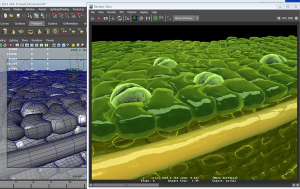 mesophyll cells plant 3d model