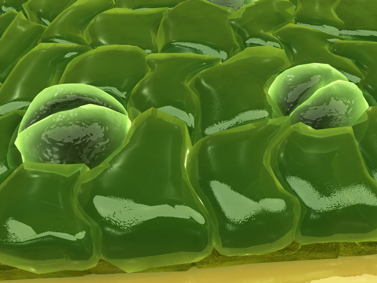 Mesophyll Cells Plant 3d Model