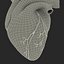 Anatomy Heart Medical Plastic 3d Model