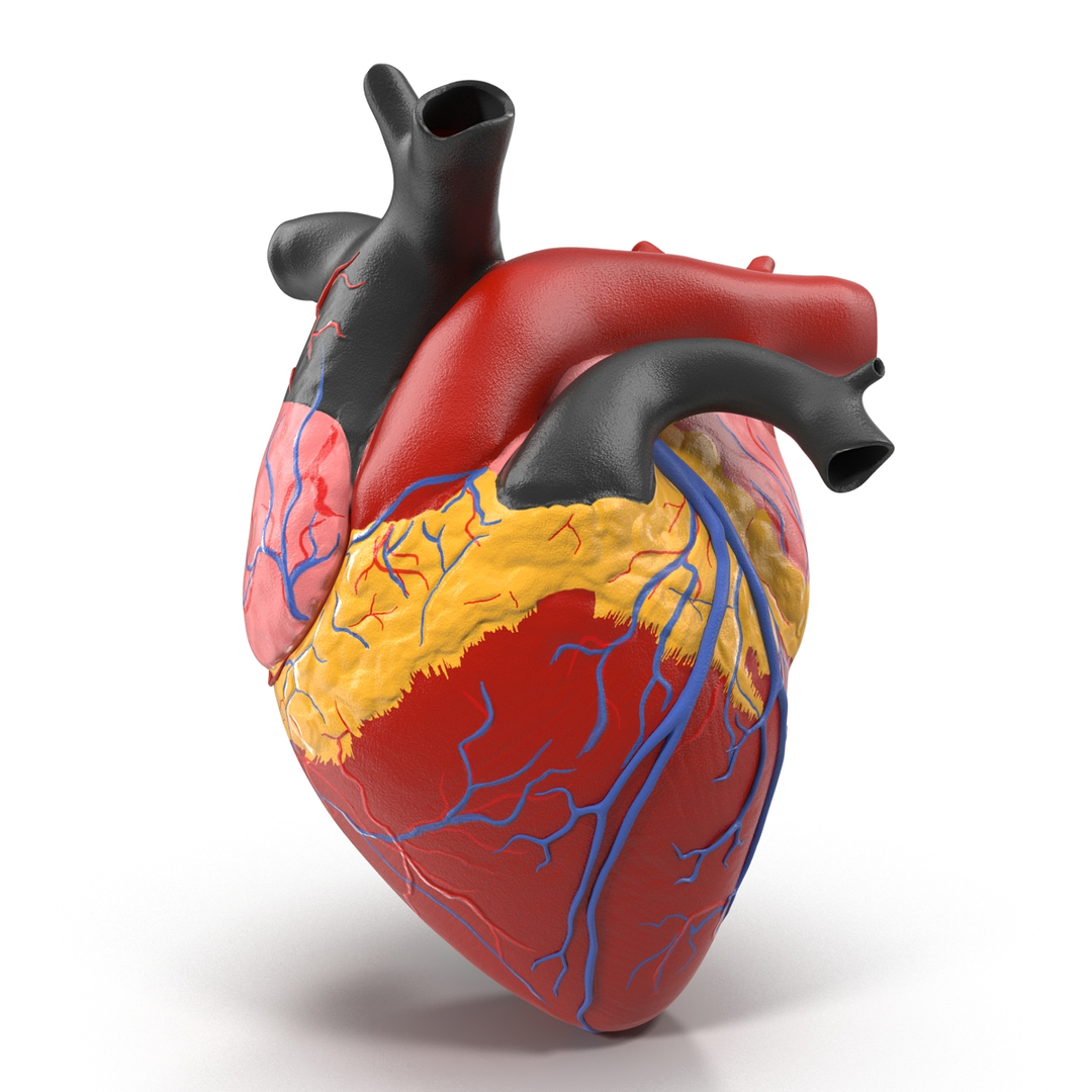 Anatomy Heart Medical Plastic 3d Model