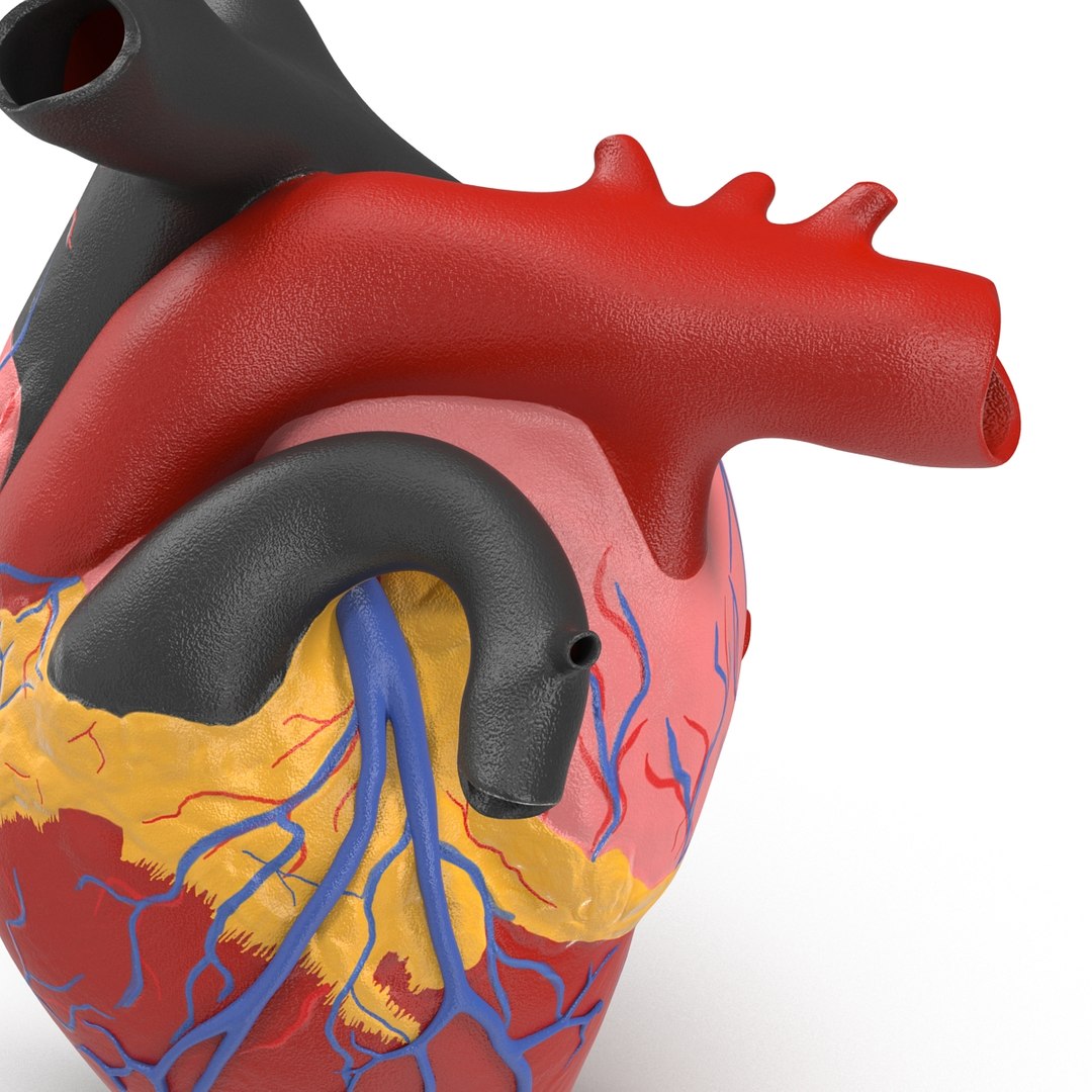 anatomy heart medical plastic 3d model