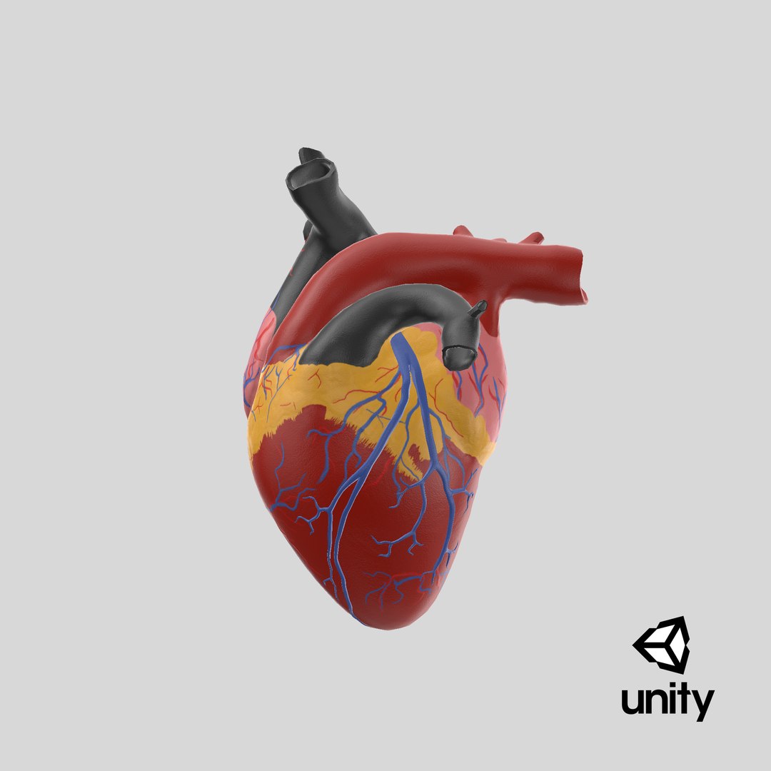 anatomy heart medical plastic 3d model