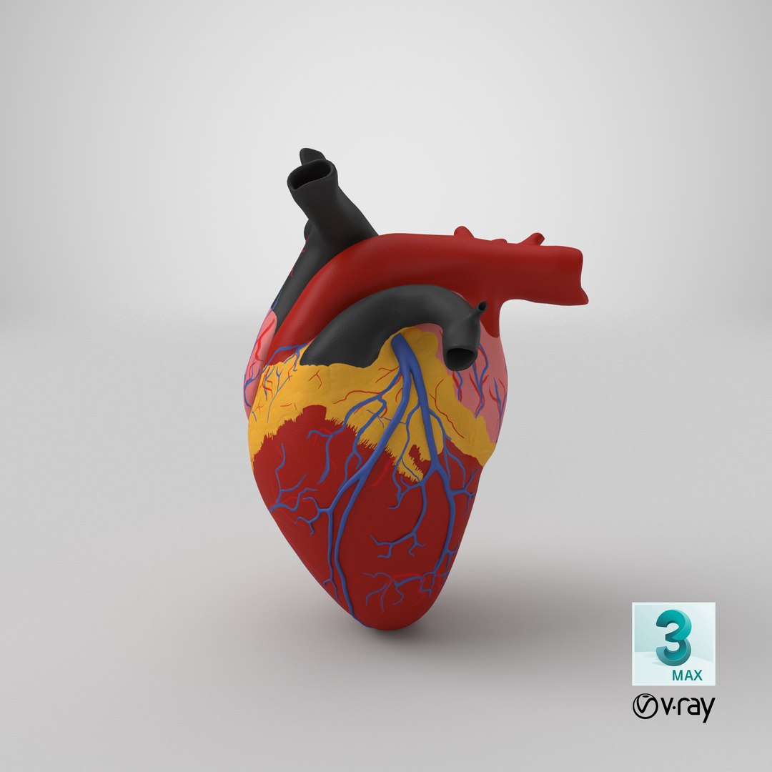 anatomy heart medical plastic 3d model