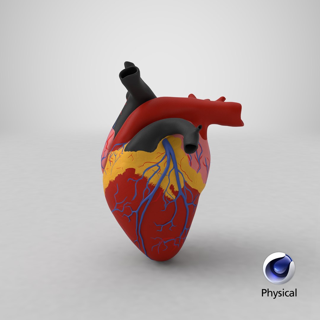 anatomy heart medical plastic 3d model