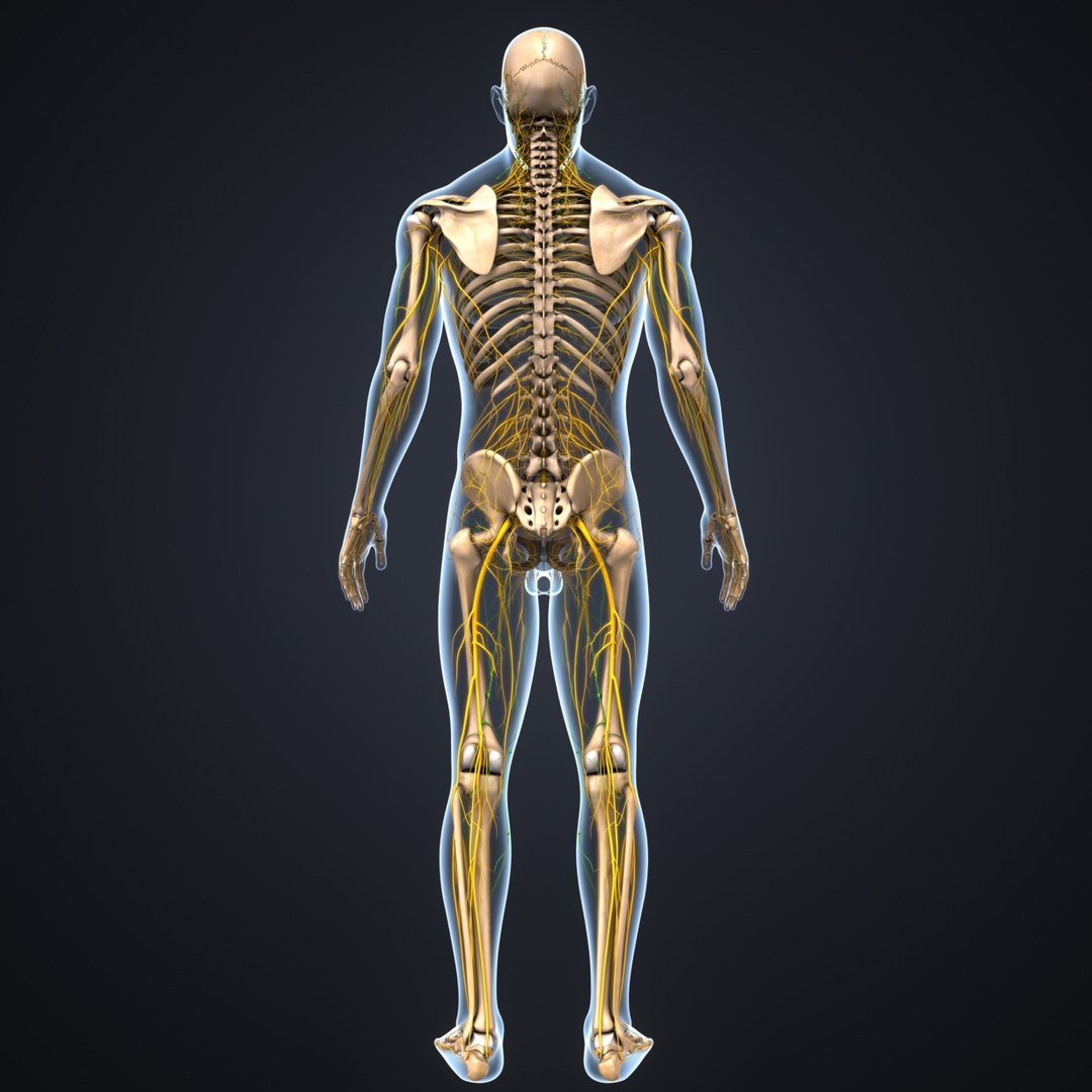 3D Body Skeleton Nerves Model - TurboSquid 1217417