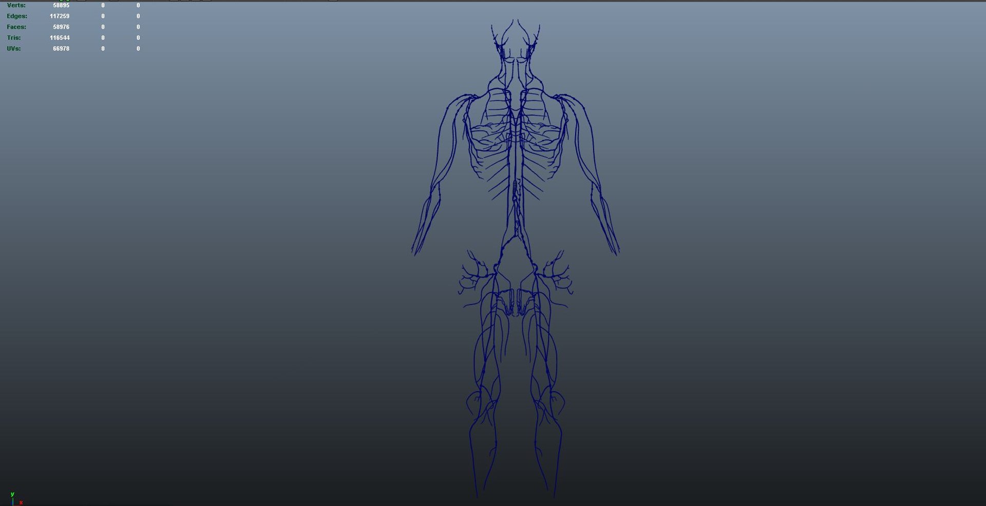 3D Body Skeleton Nerves Model - TurboSquid 1217417