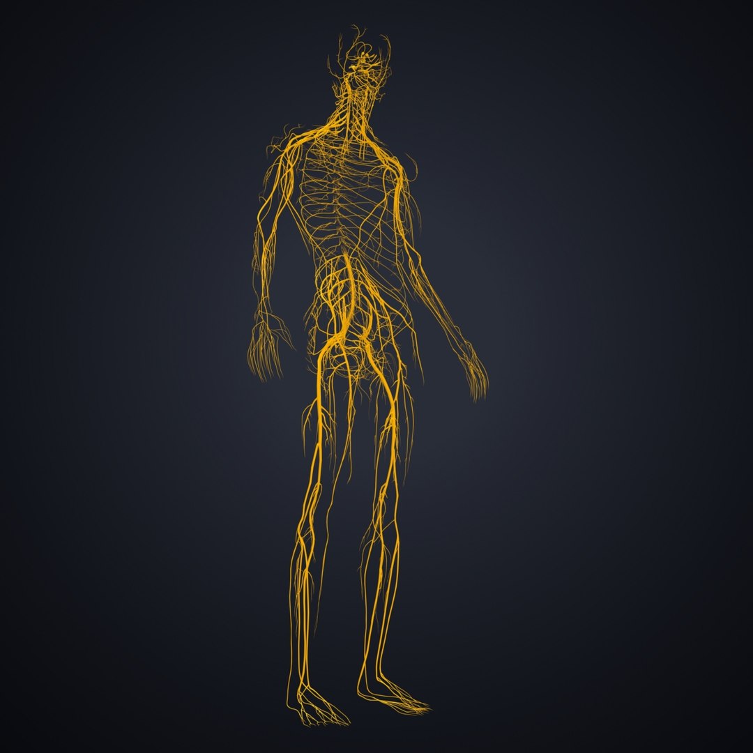 3D Body Skeleton Nerves Model - TurboSquid 1217417