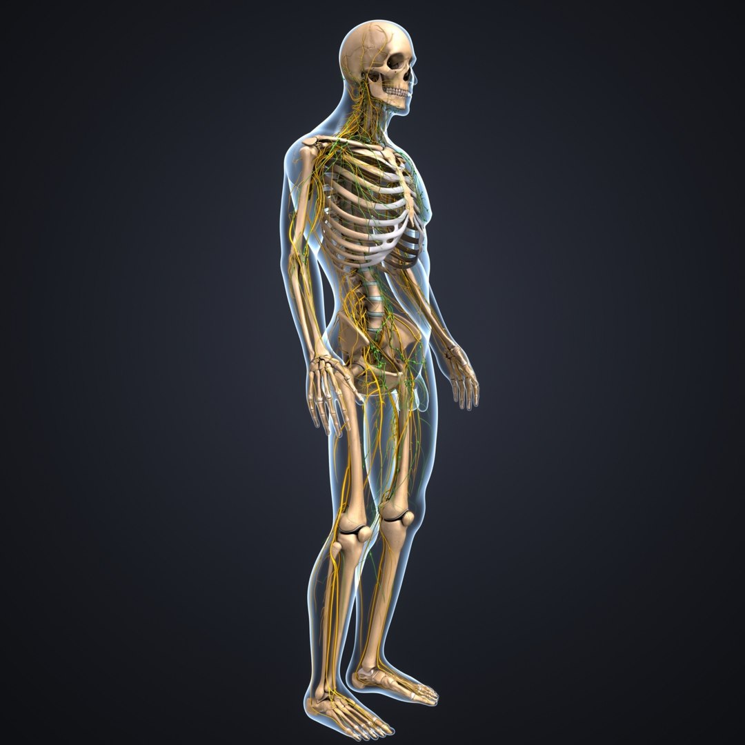 3D Body Skeleton Nerves Model - TurboSquid 1217417