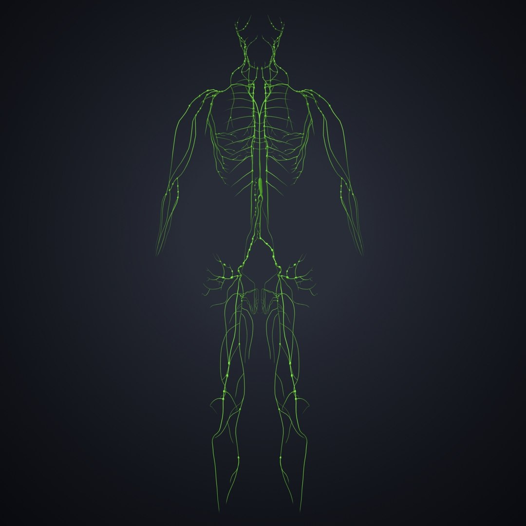 3D Body Skeleton Nerves Model - TurboSquid 1217417