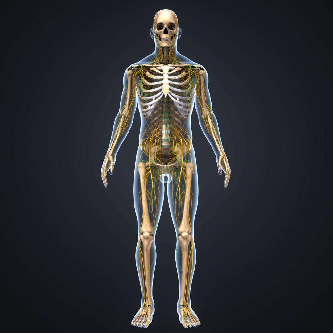 3D Body Skeleton Nerves Model - TurboSquid 1217417