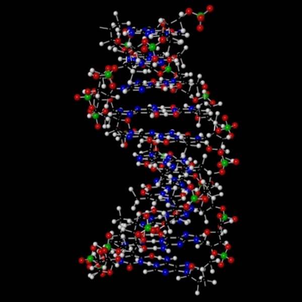 3d dna model