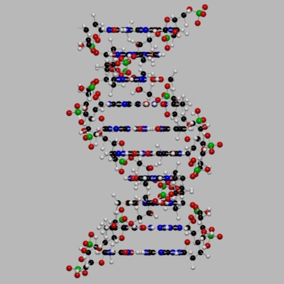 3d Dna Model