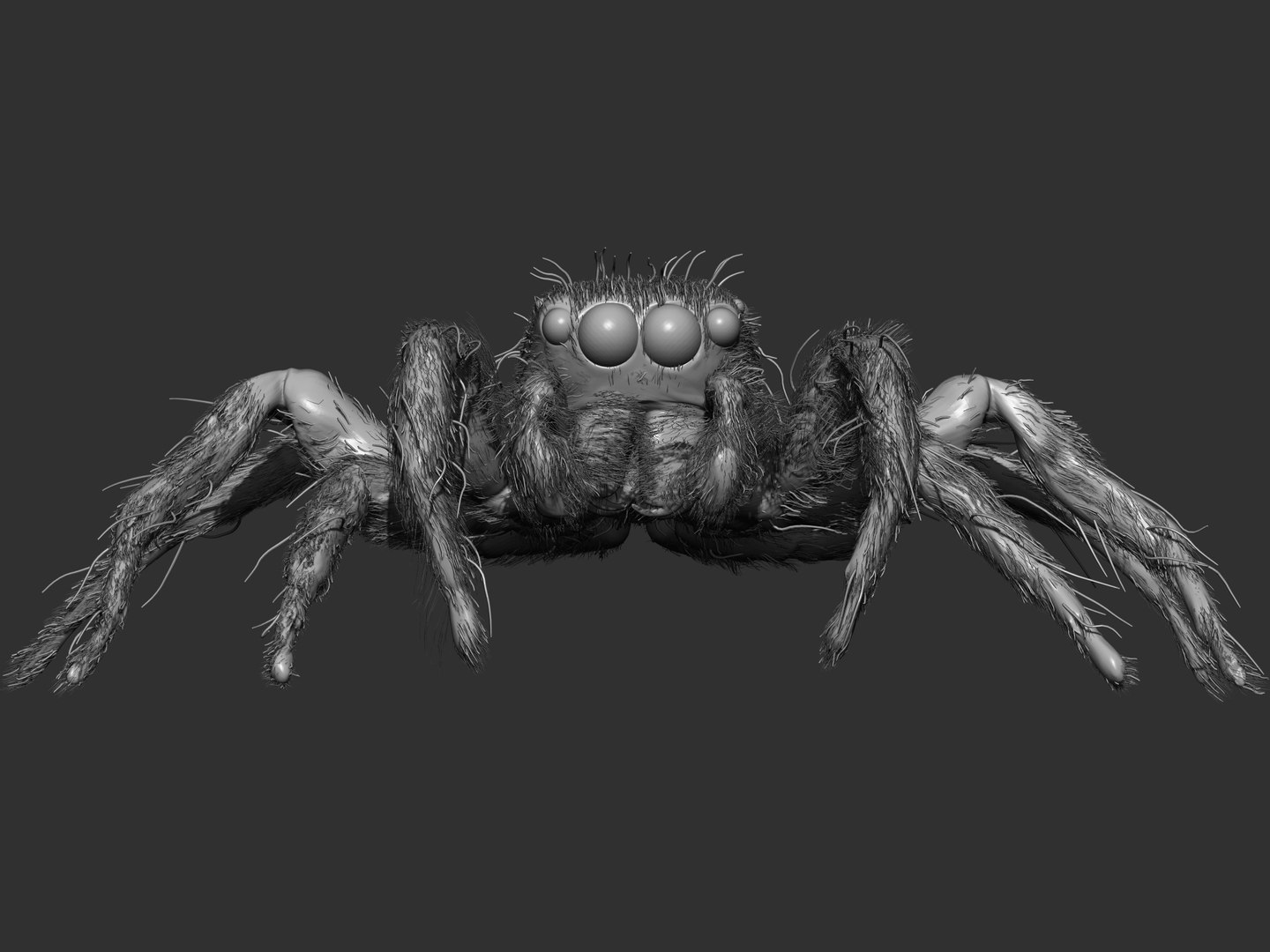 Evarcha Arcuata 3D Model - TurboSquid 2151533