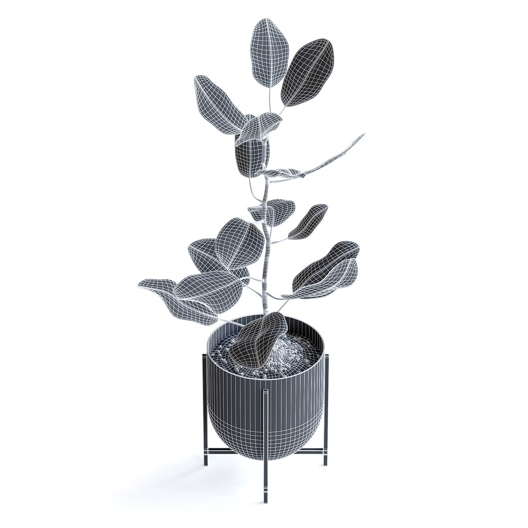 3D Ficus Plant - TurboSquid 1857409