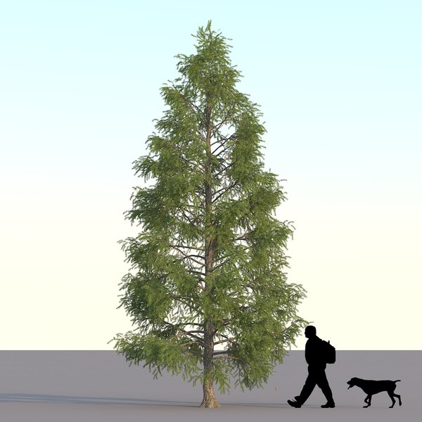 3d model spruce tree