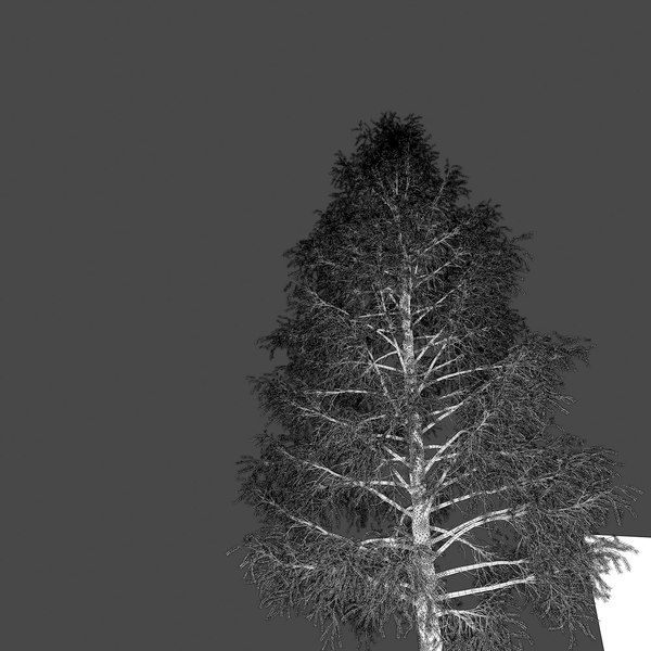 3d model spruce tree