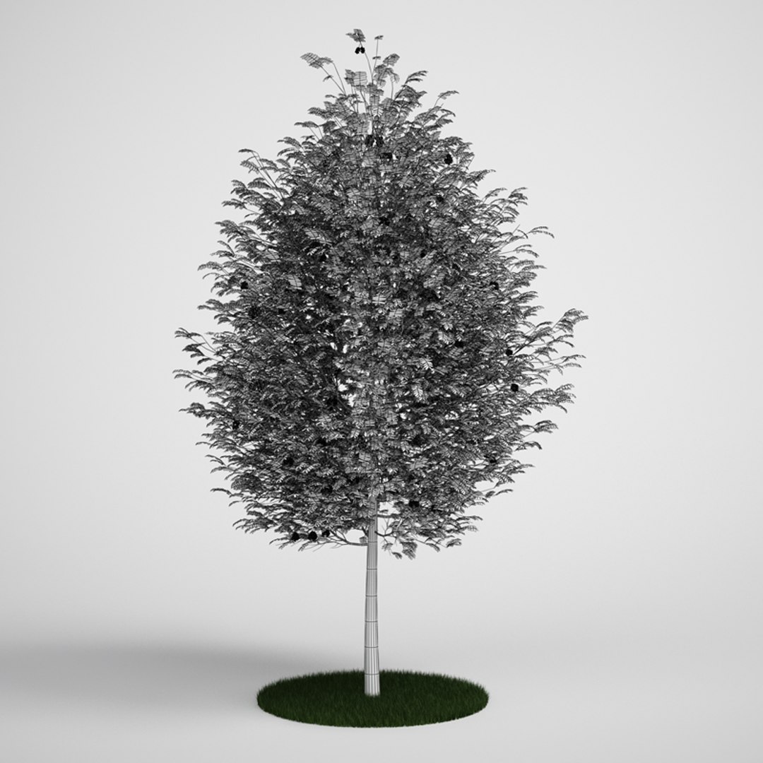 3d tree mountain ash model