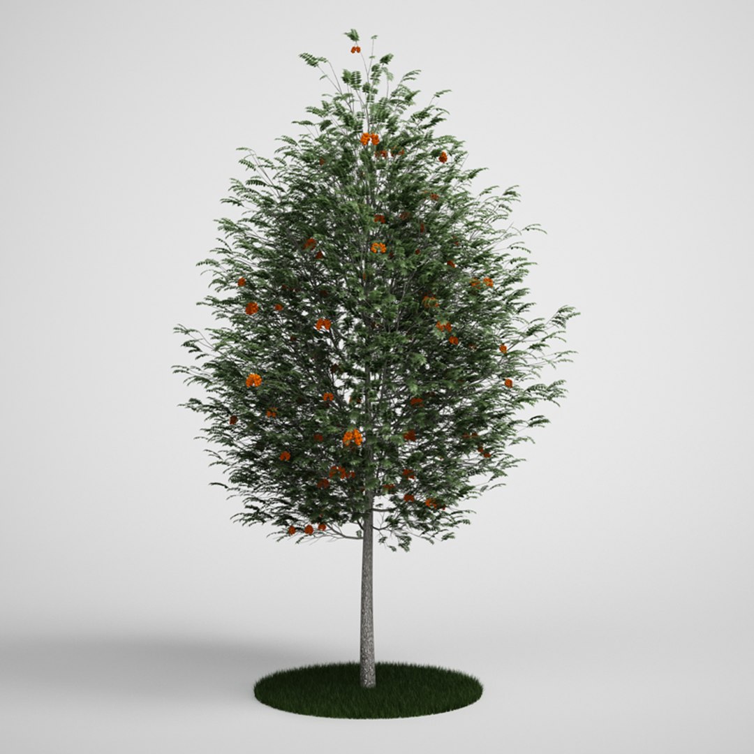 3d tree mountain ash model