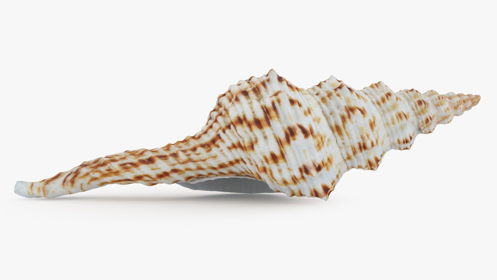 Nicobar Spindle Model - TurboSquid 2282092