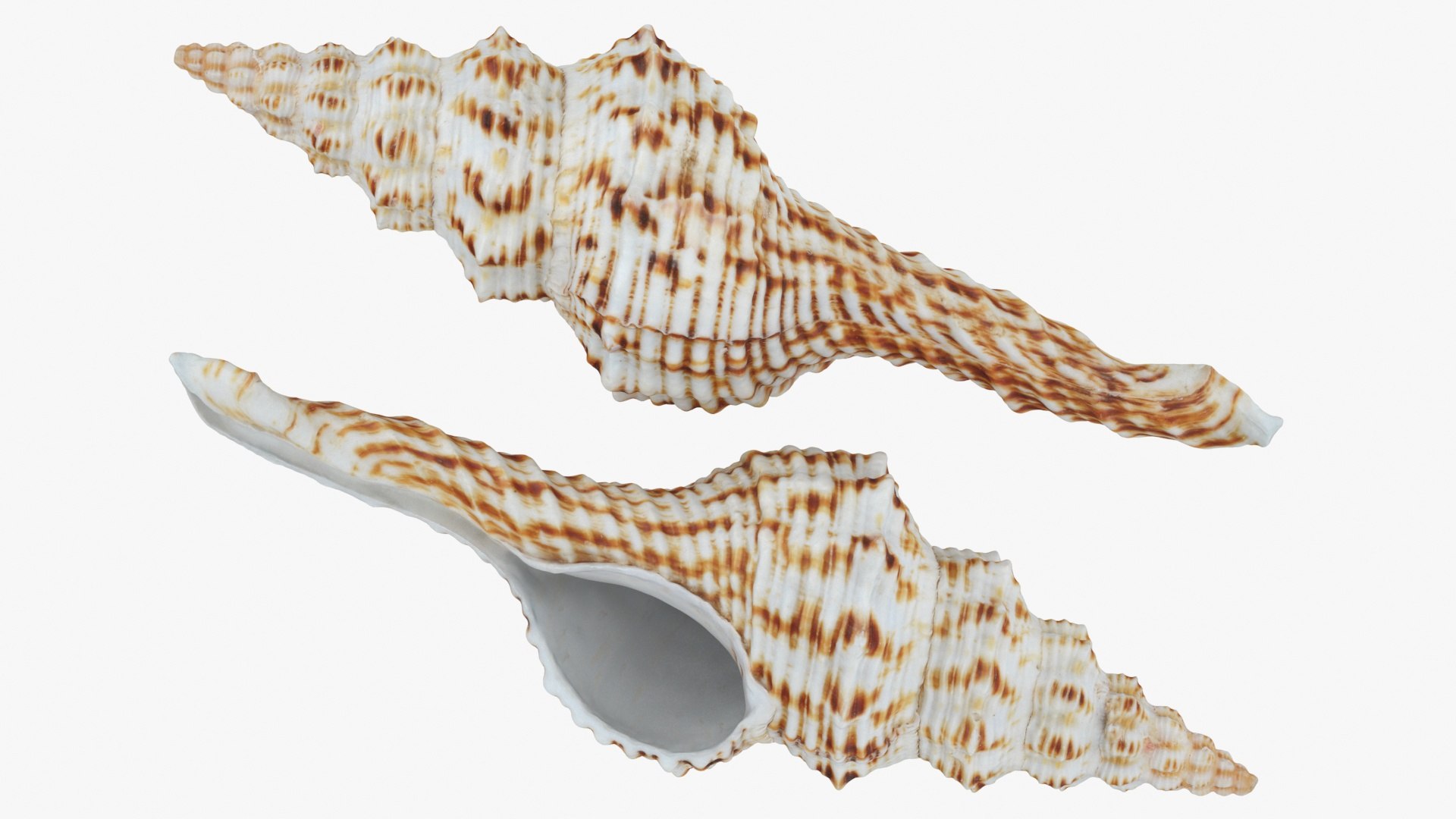 Nicobar Spindle Model - TurboSquid 2282092