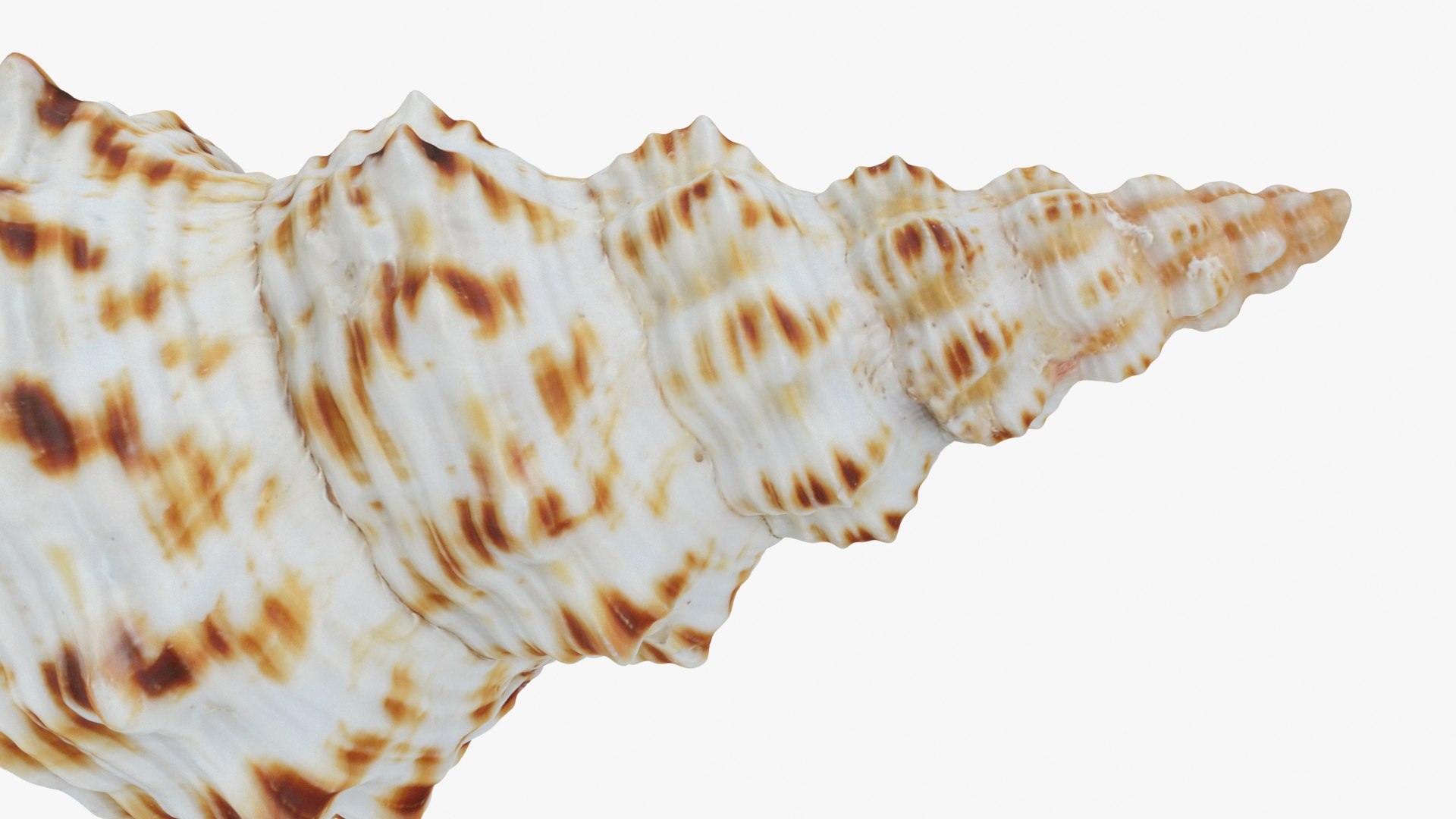 Nicobar Spindle Model - TurboSquid 2282092