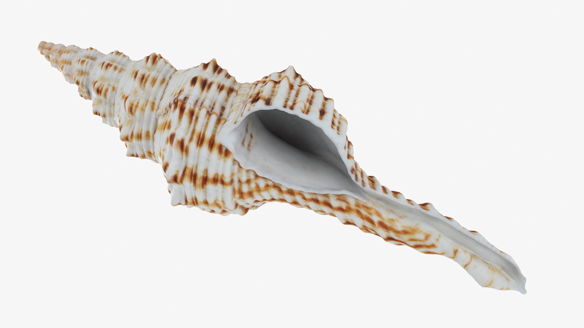 Nicobar Spindle Model - TurboSquid 2282092