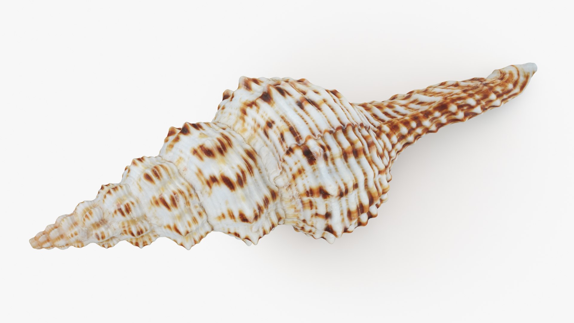 Nicobar Spindle Model - TurboSquid 2282092