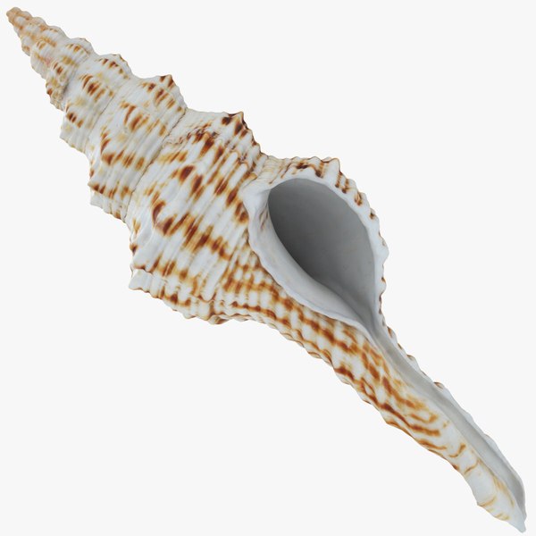 modelo 3d Husillo de Nicobar - TurboSquid 2282092