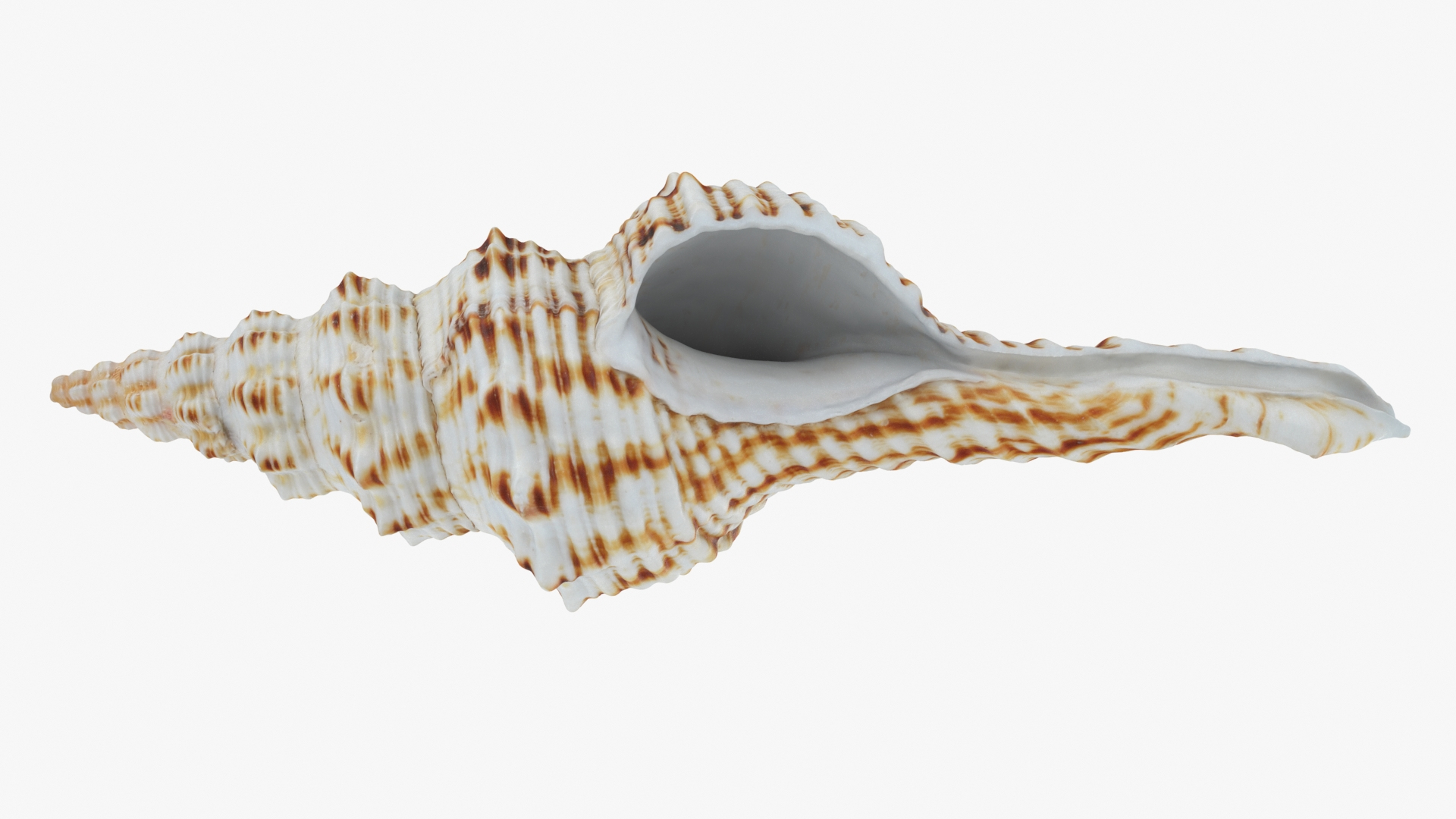 Nicobar Spindle Model - TurboSquid 2282092