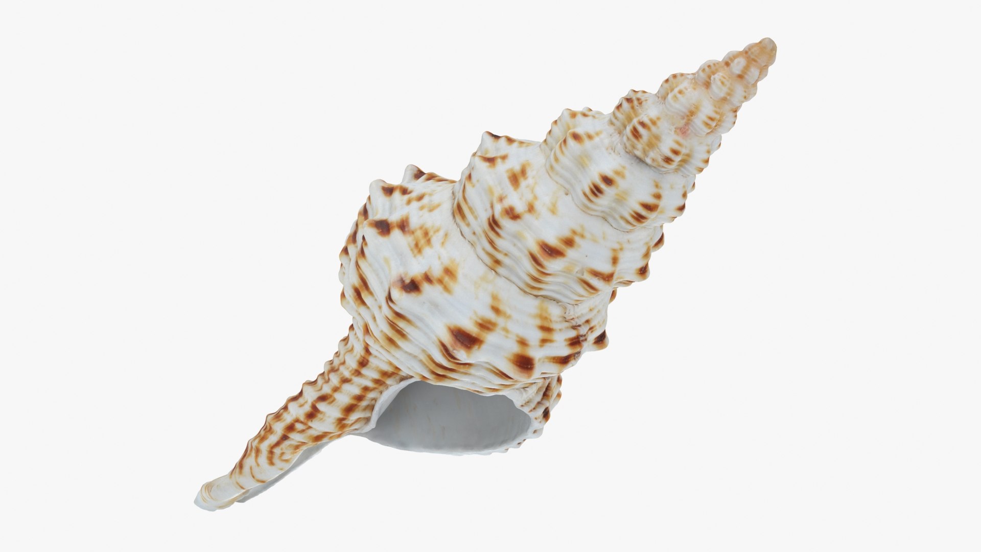 Nicobar Spindle Model - TurboSquid 2282092