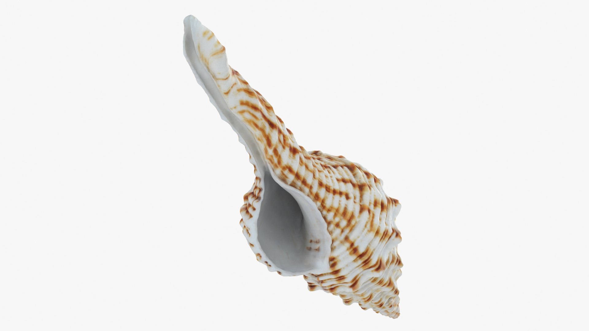 Nicobar Spindle Model - TurboSquid 2282092