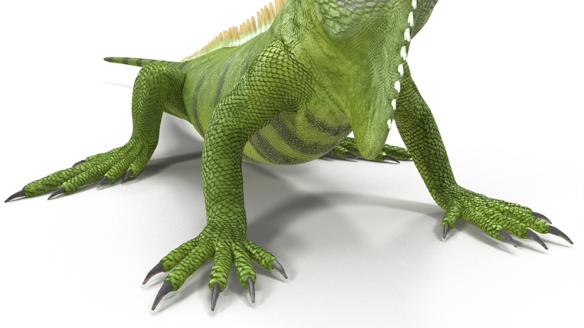 3D Iguana Reptile Creature Rigged For Cinema 4D Model - TurboSquid 2381277