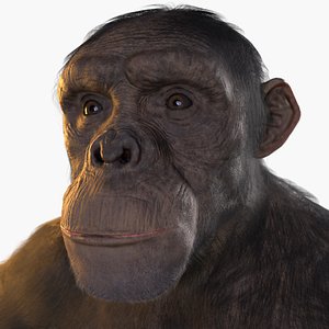 Chimpanzee Head Side View