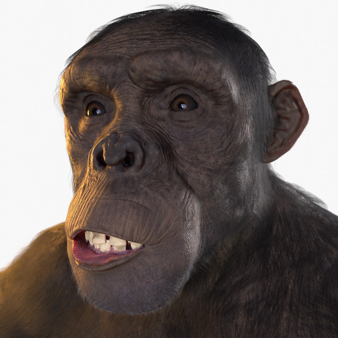 Chimpanzee RIGGED Model - TurboSquid 2072822