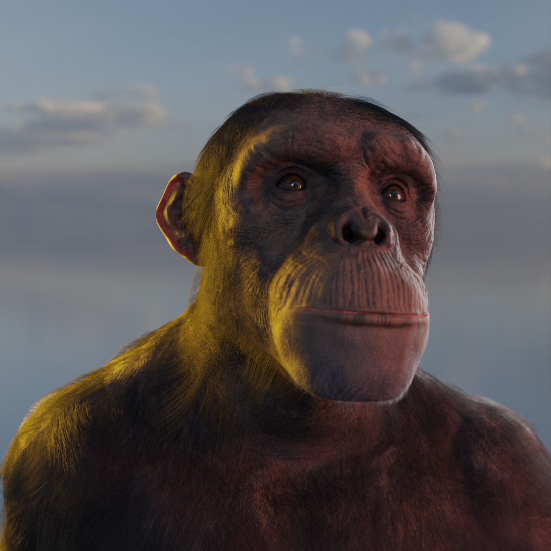 Chimpanzee RIGGED Model - TurboSquid 2072822