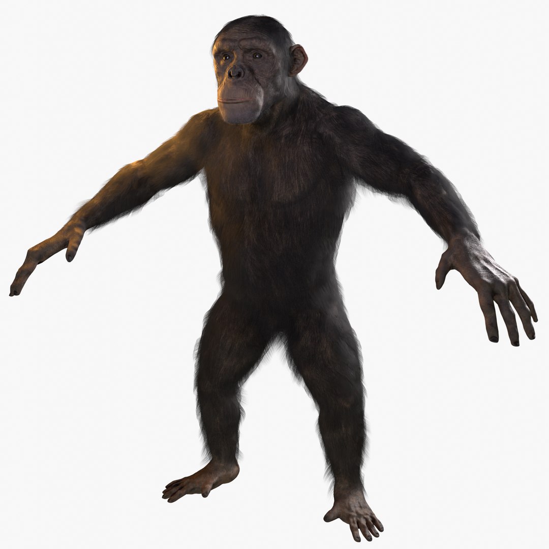Chimpanzee RIGGED Model - TurboSquid 2072822