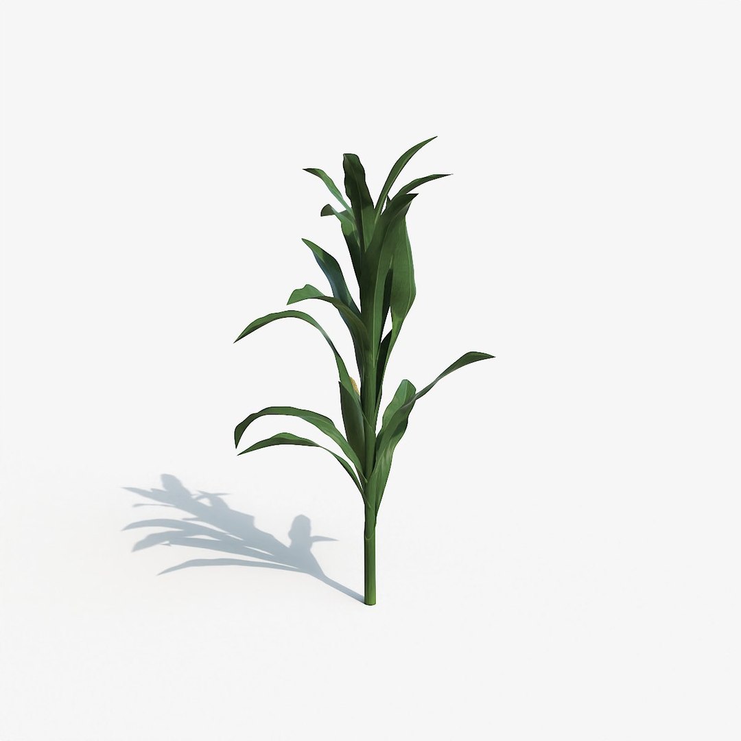 Corn Plant Model - TurboSquid 2327365