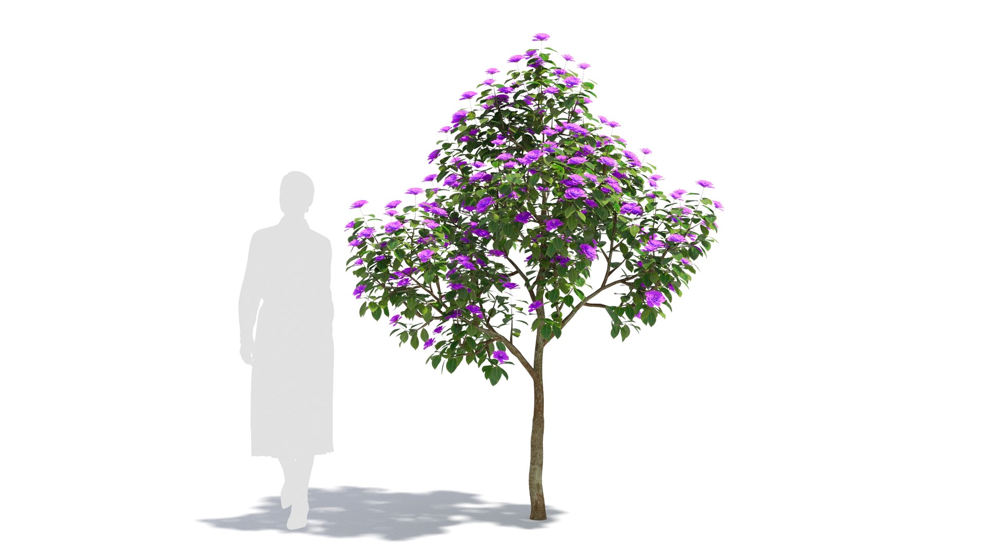 3D Camellias Model - TurboSquid 2048384