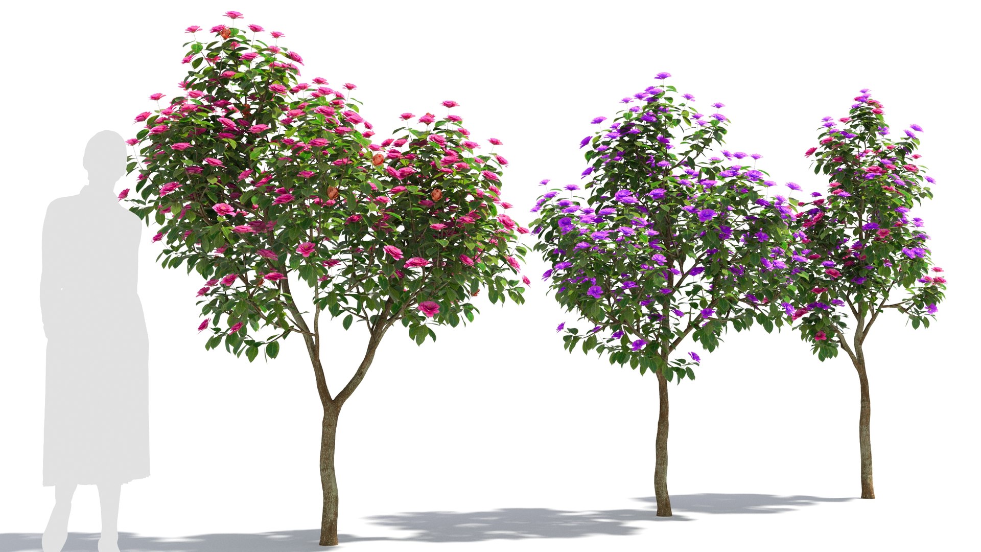 3D Camellias Model - TurboSquid 2048384