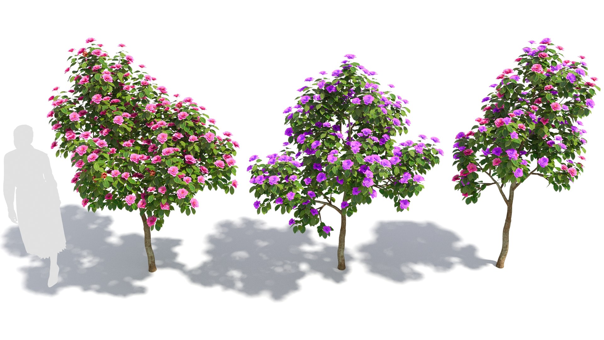 3D Camellias Model - TurboSquid 2048384
