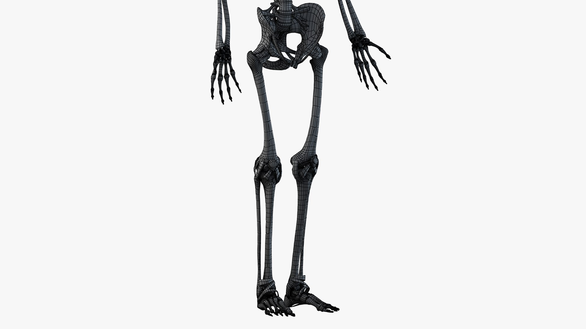 3D Skin African Male Skeleton Model - TurboSquid 1455635
