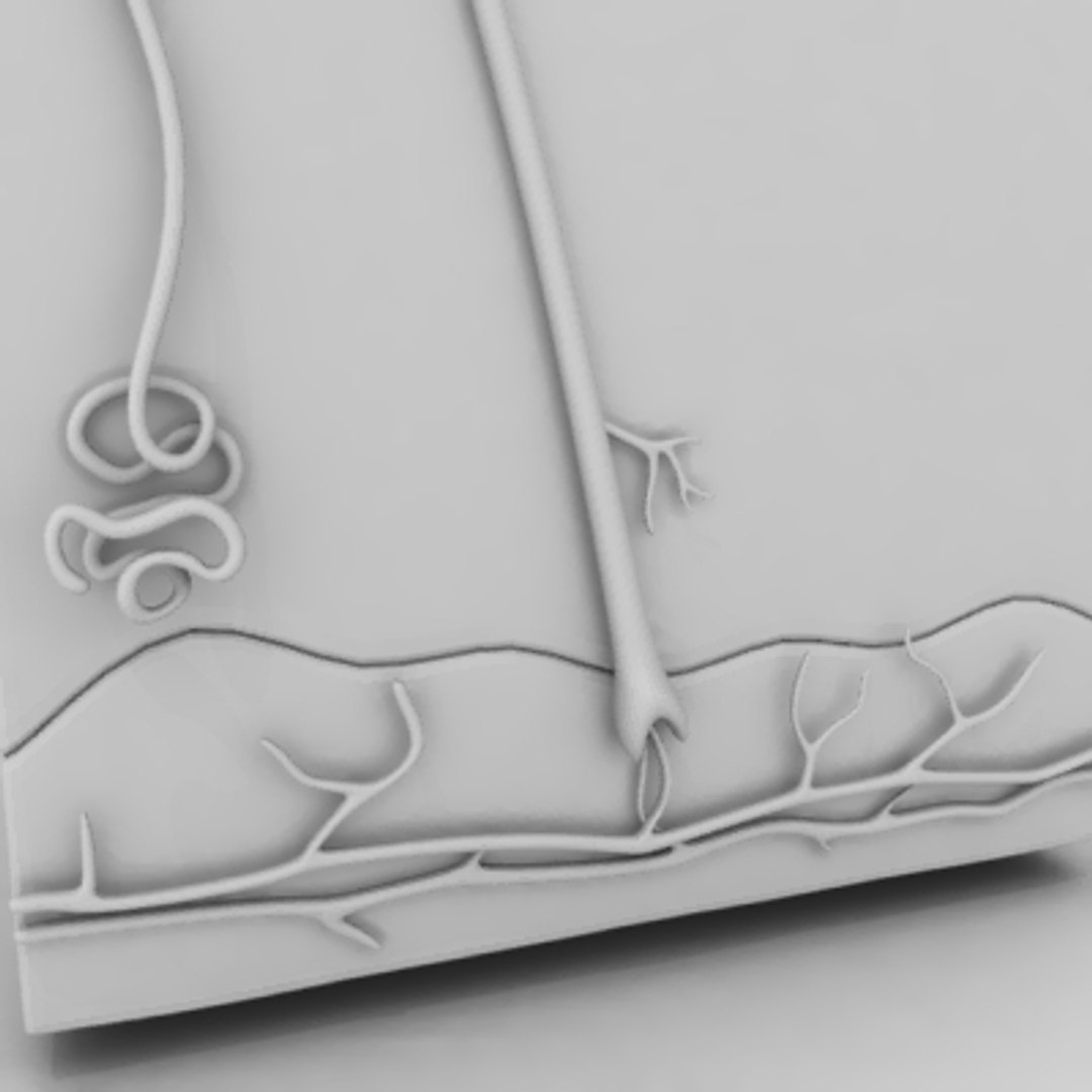 Skin Anatomy 3d Model