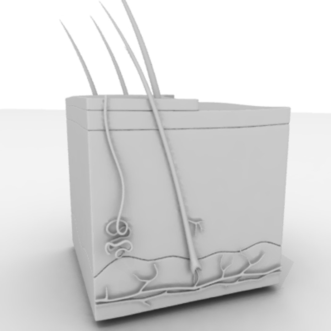 Skin Anatomy 3d Model
