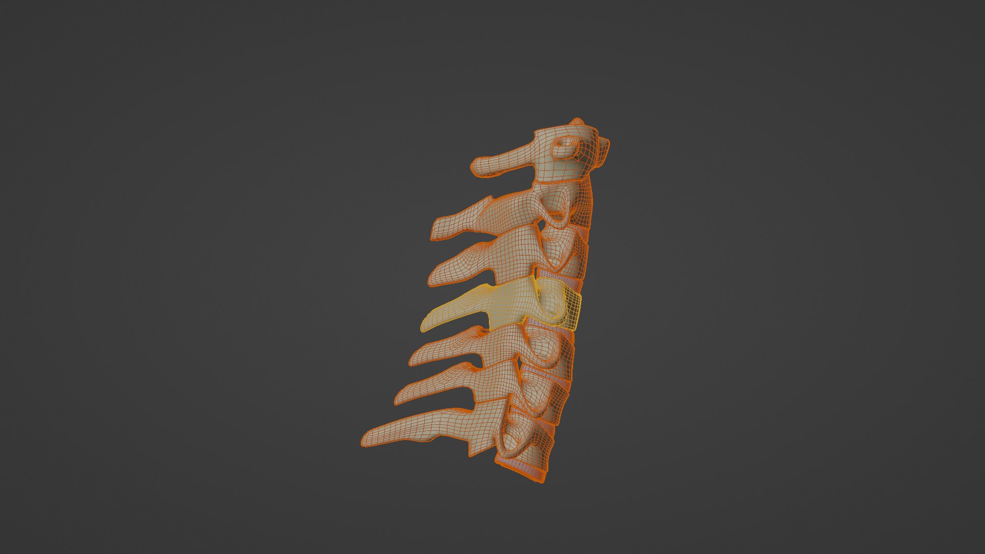 3D Cervical Spine Neck Model - TurboSquid 2079083
