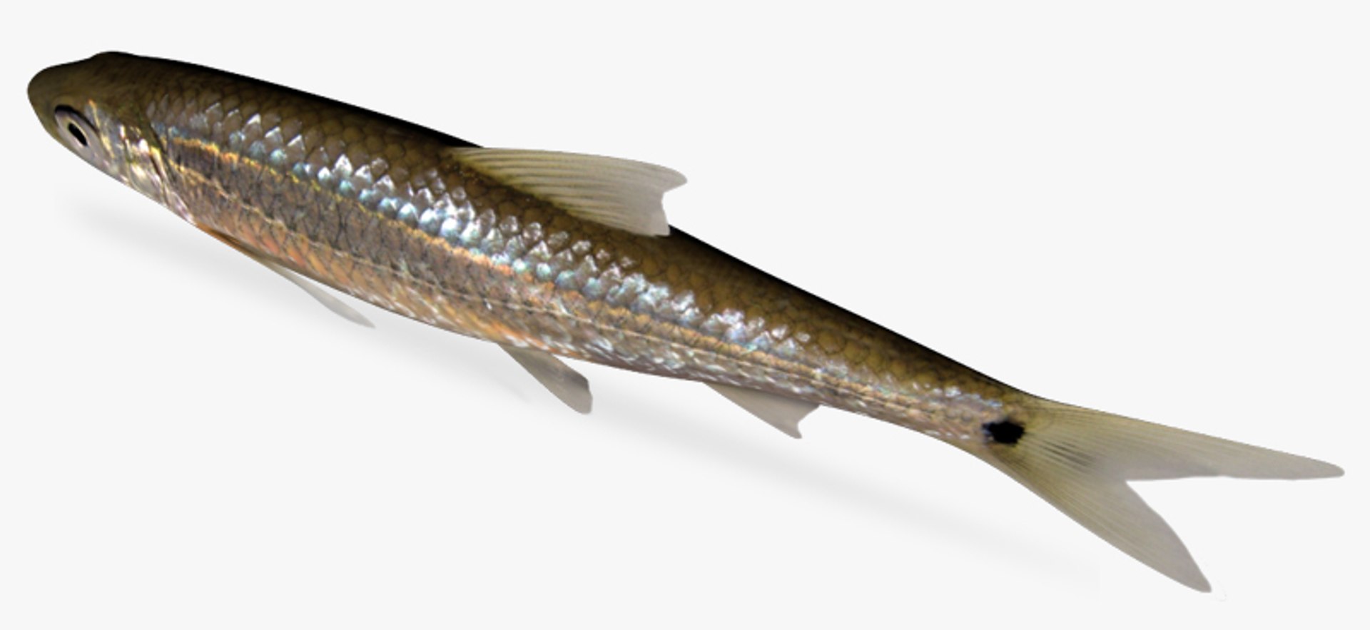 notropis hudsonius spottail shiner x