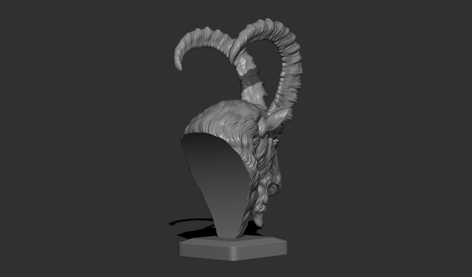 Ibex Goat Head 3D - TurboSquid 1865437