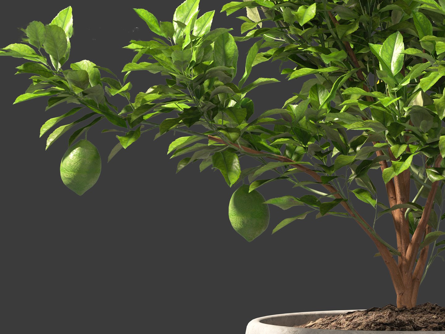 3D model Citrus limon - Lemon Tree 01 - TurboSquid 2138235