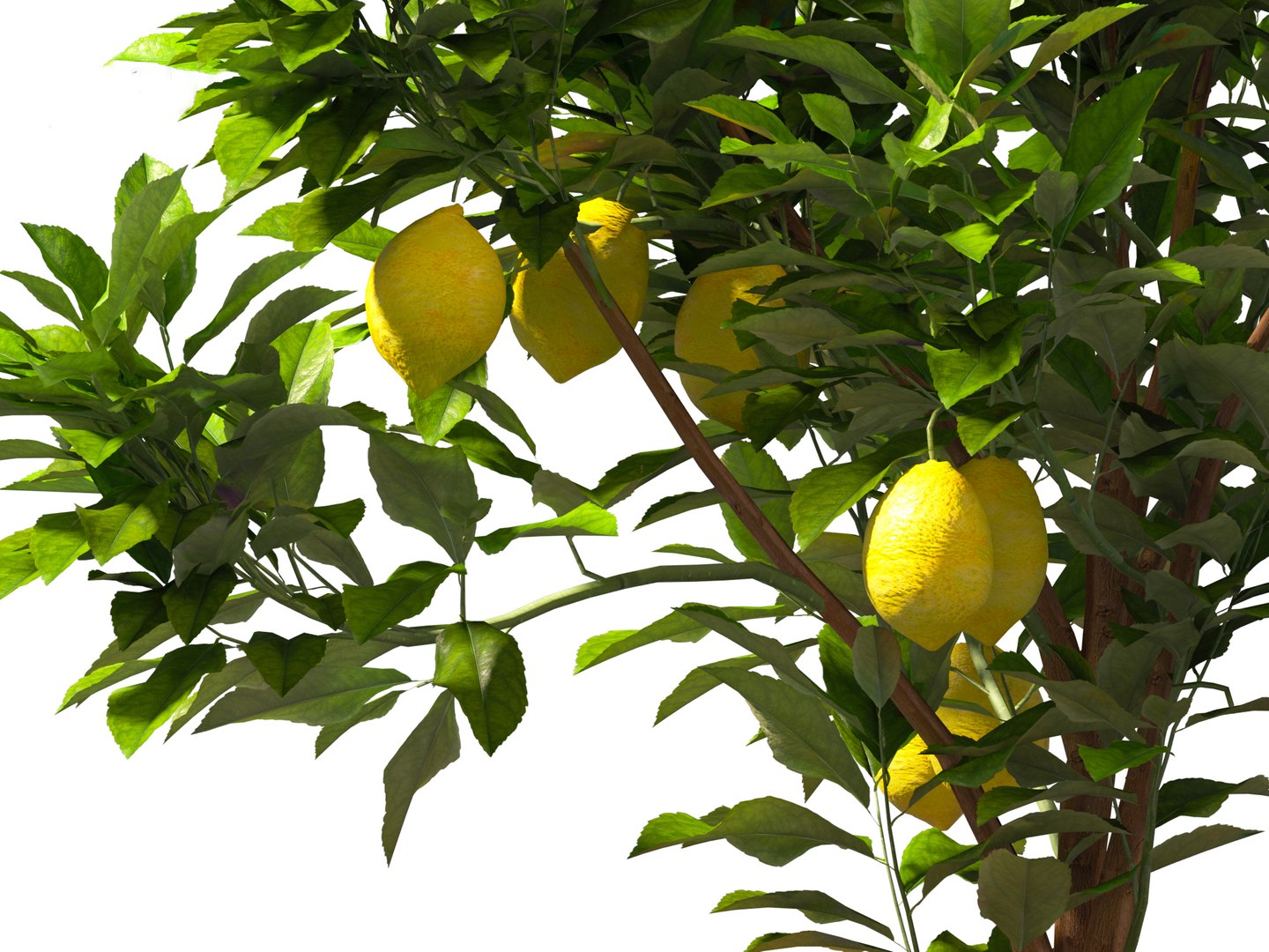 3D model Citrus limon - Lemon Tree 01 - TurboSquid 2138235