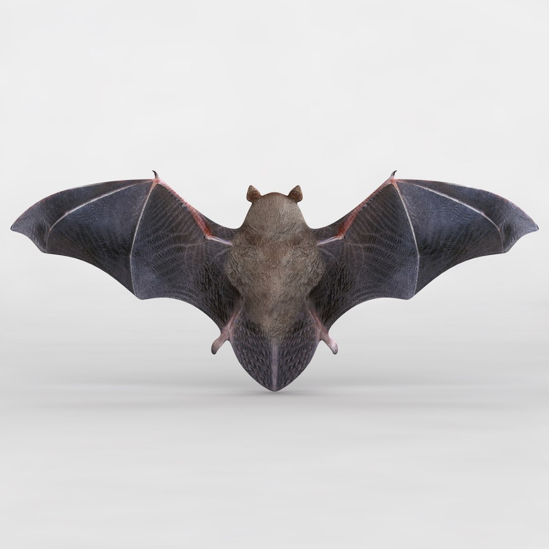 3d Bat Animal Modelled Model
